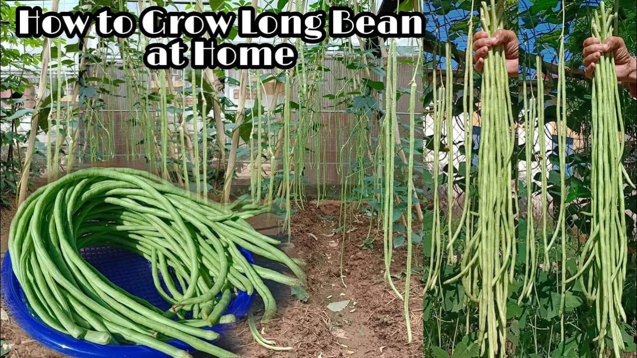 How to Grow Long Bean at Home / Easy for Beginners by NY SOKHOM - YouTube