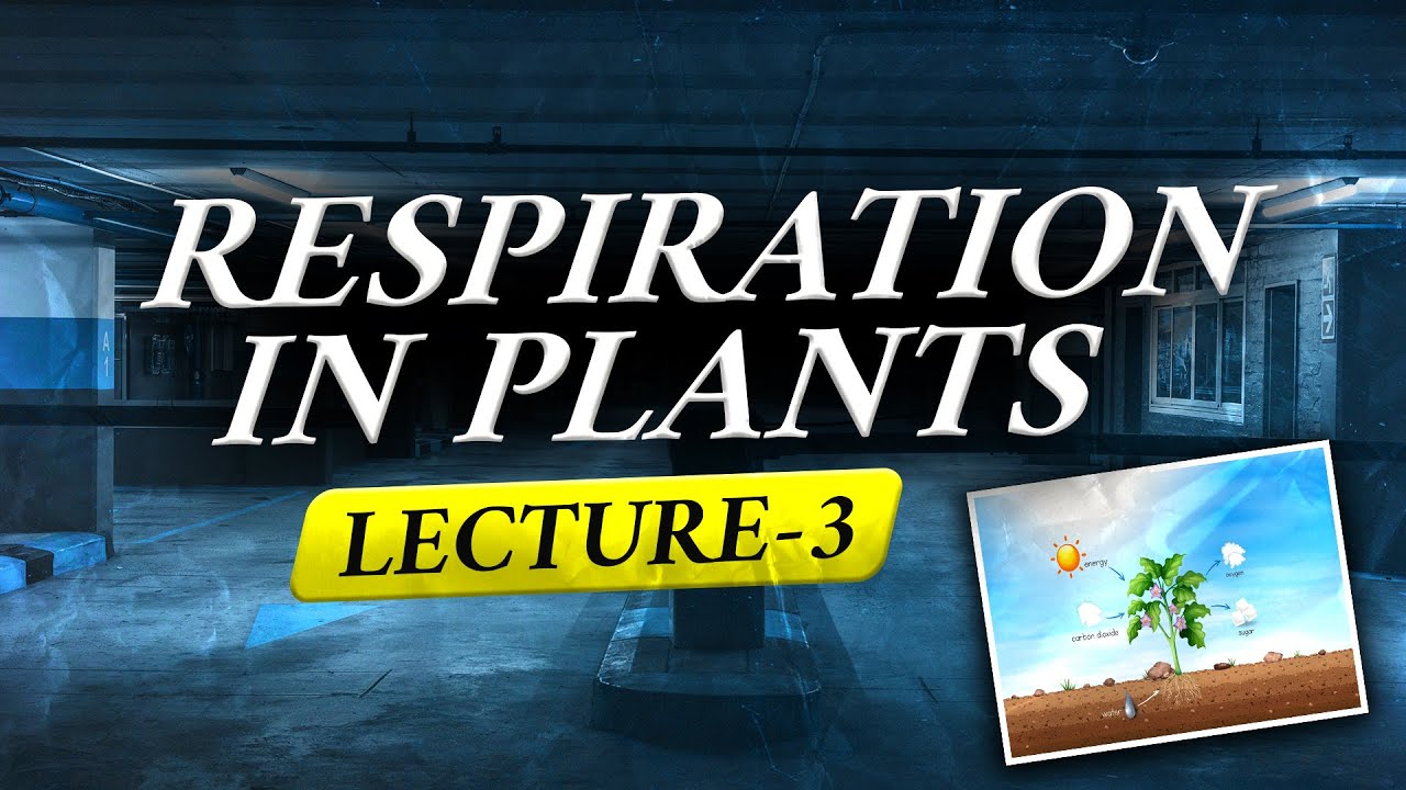#3 RESPIRATION IN PLANTS | CLASS 11| ELECTRON TRANSPORT SYSTEM | ETS ...