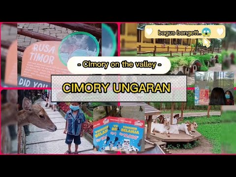 Cimory Ungaran - wisata seru bersama keluarga 🐄🐄 - YouTube