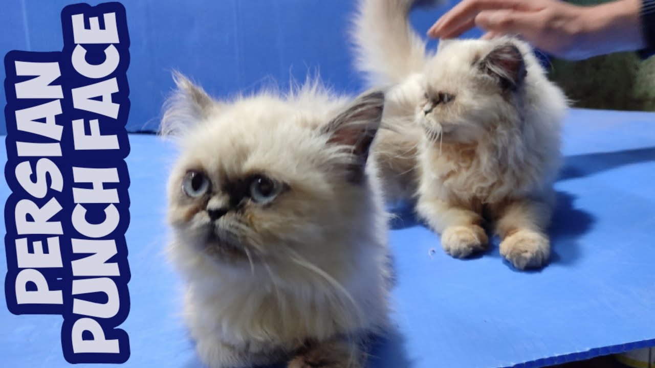 Persian Punch Face Male Female Cats for Sale at Grant Road. - YouTube