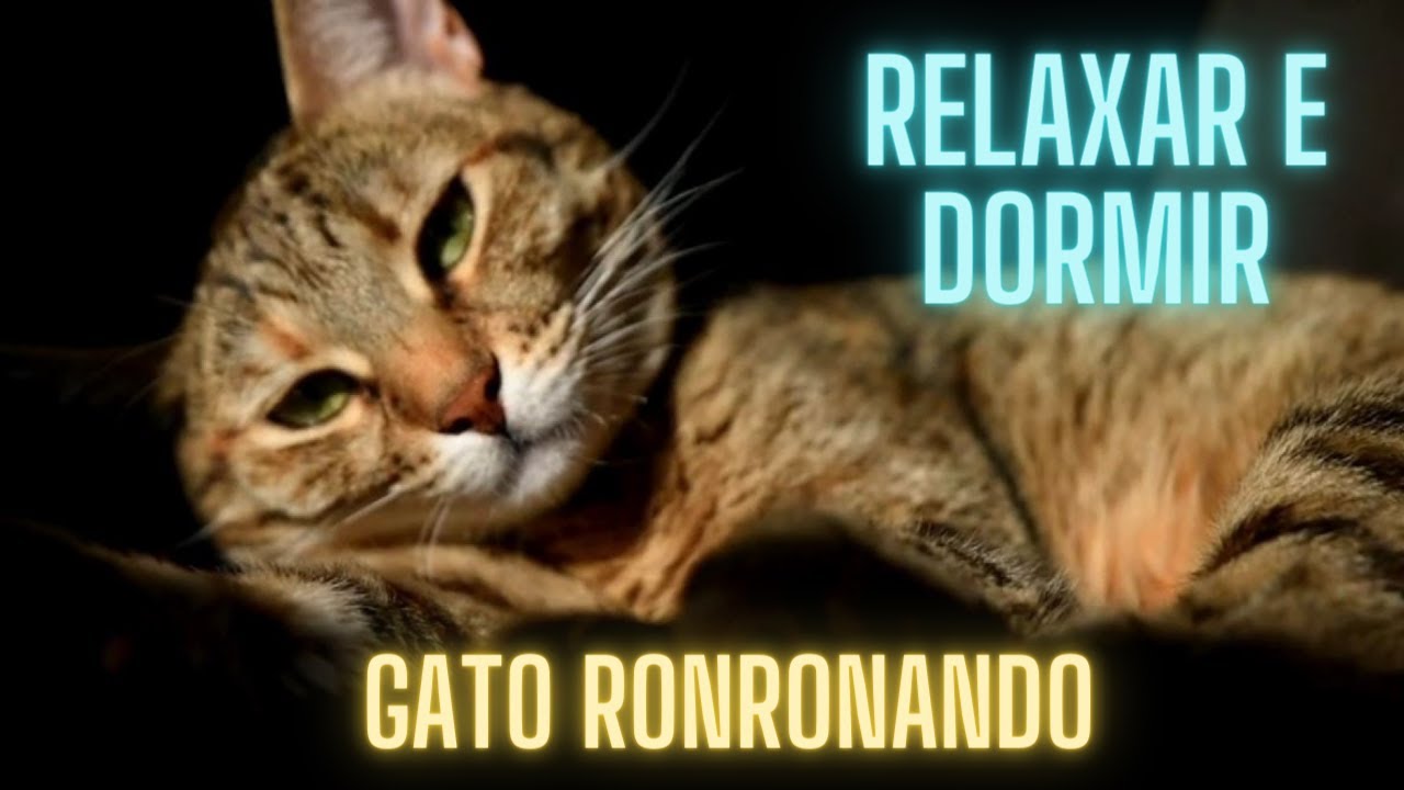 😴RELAXAR E DORMIR - Som de Gato Ronronando - YouTube