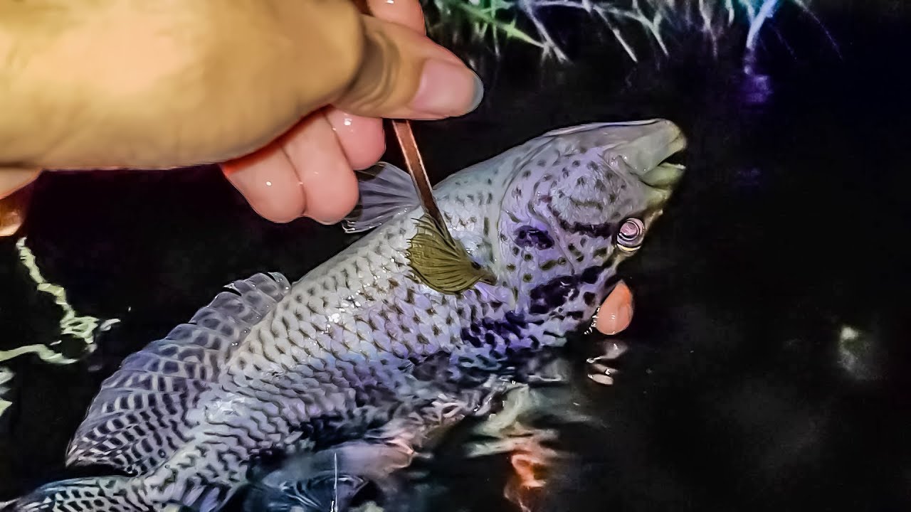 Pesca De Guapotes Con Arpon Recorriendo el Rio - YouTube