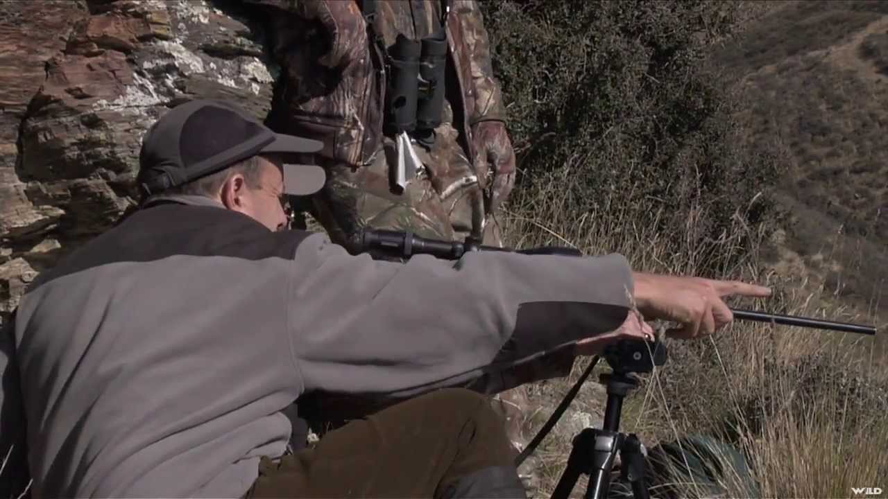 Bull Moose Hunting in New Zealand - YouTube