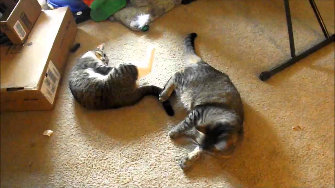 Flailing Cats - YouTube