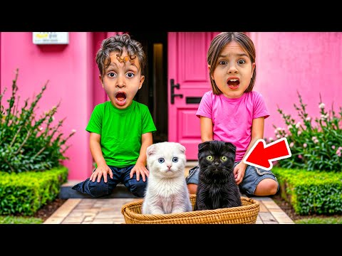 YAVRU KEDİLER KAPIMIZA GELDİ KUZEY ELİF NAPICAZ ŞİMDİ !?