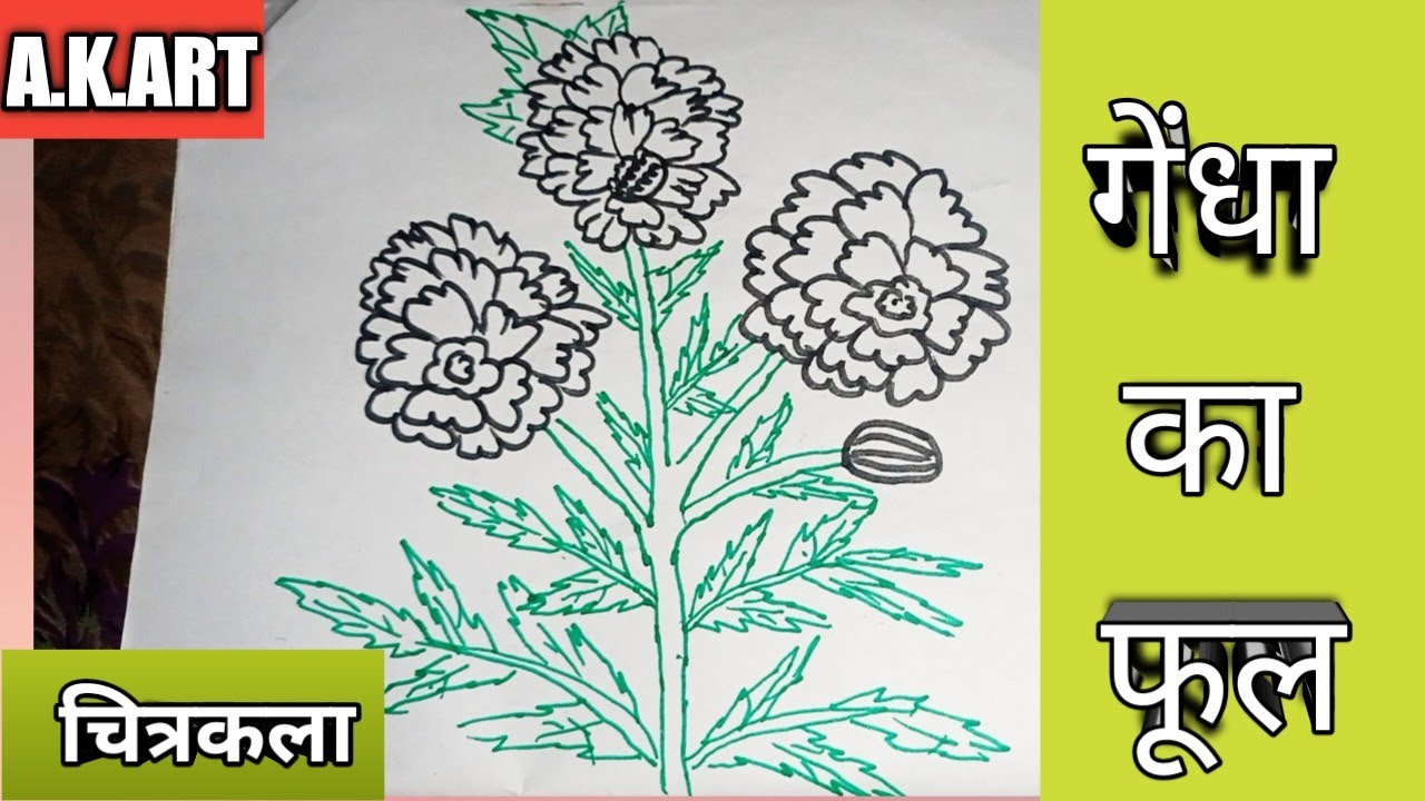 गेंधा का फूल || gendha ke phool ka drawing || very easy drawing || step ...