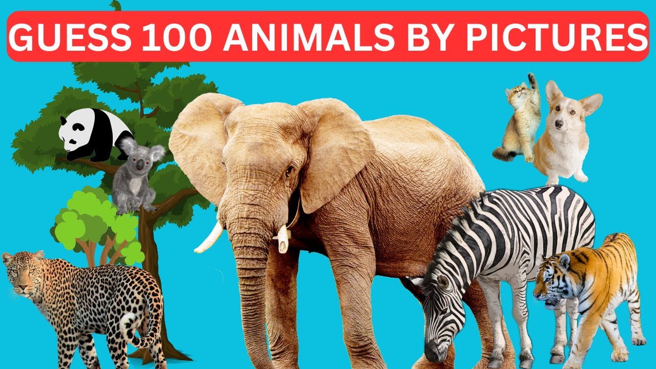 Guess The Animal Quiz | The Ultimate Guess 100 Animals in 3 Seconds ...