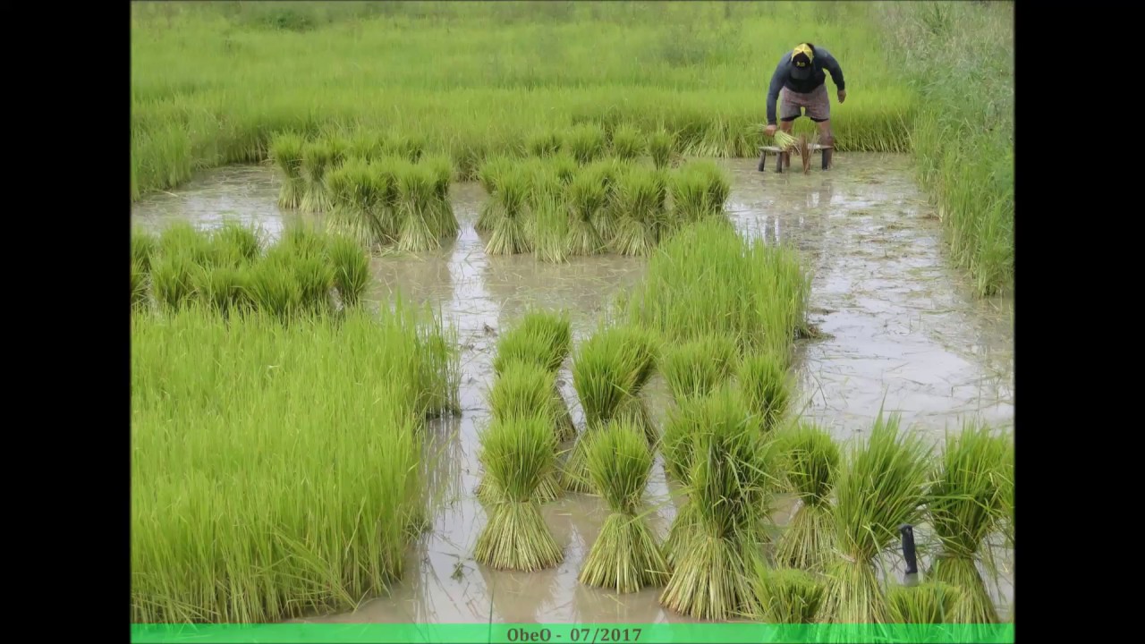 Issan, voir le repiquage du riz, mode d'emploi - YouTube