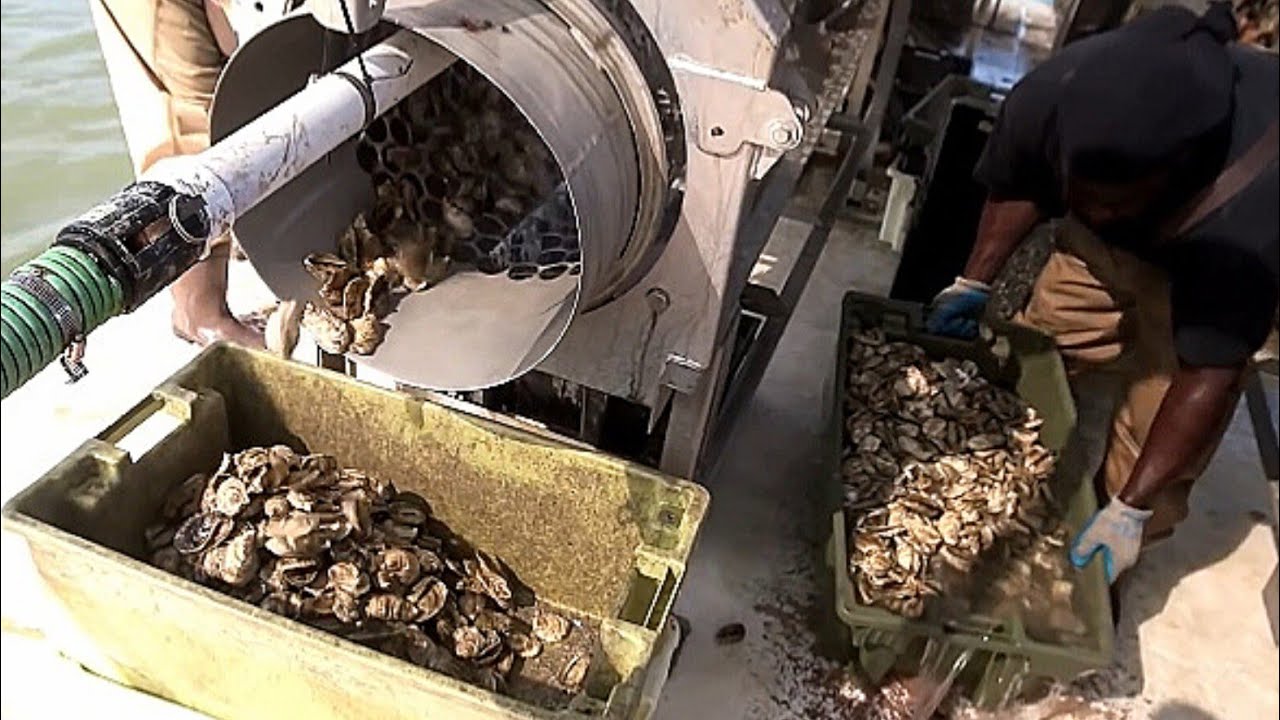 Unique Mussels Production. Inside The Production Of The World's Finest ...