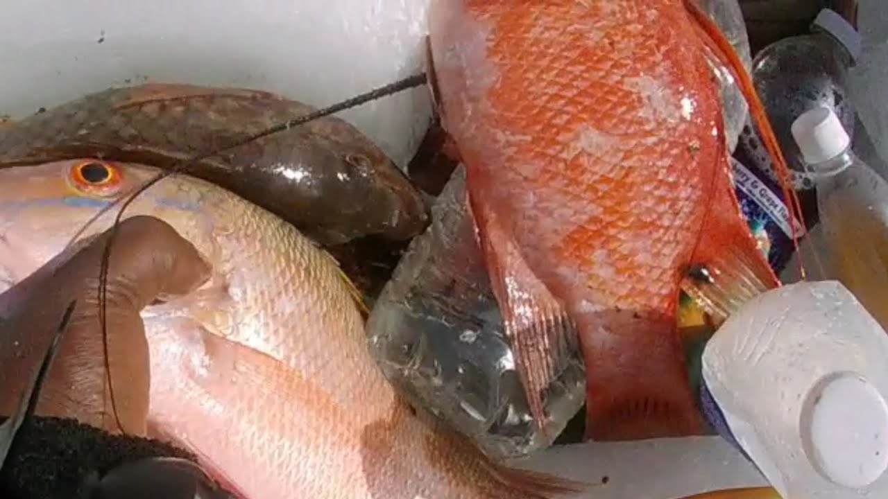 FISH FOR CHRISTMAS 🎄 #christmas #fish - YouTube