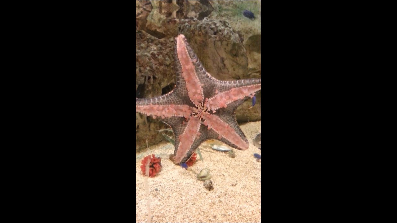 Starfish Suction - YouTube