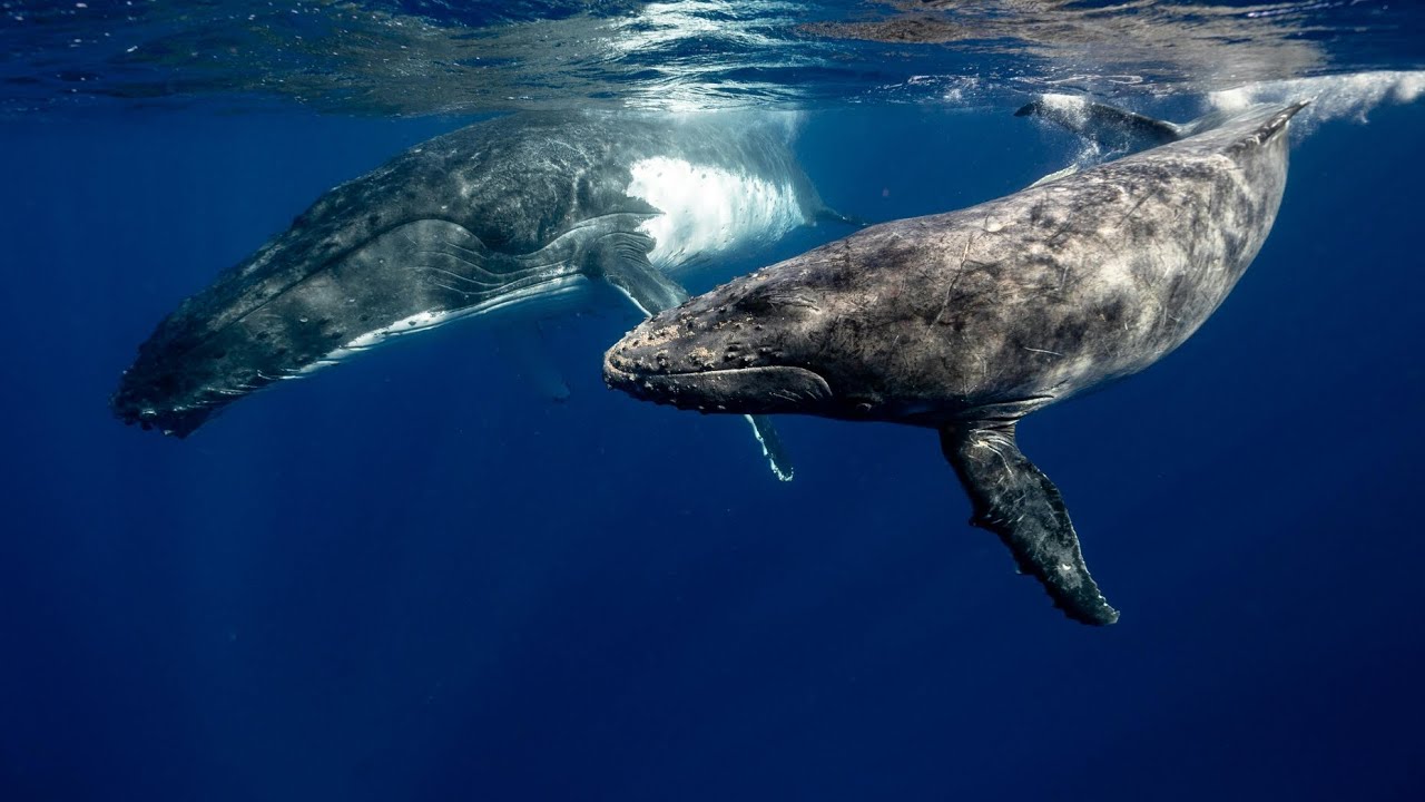 Sonidos de ballenas, relajante y útil para dormir o concentrarse- whale ...