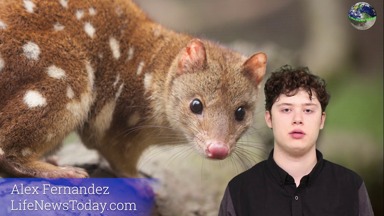 Australian Wildfires Continue to affect Wildlife - YouTube