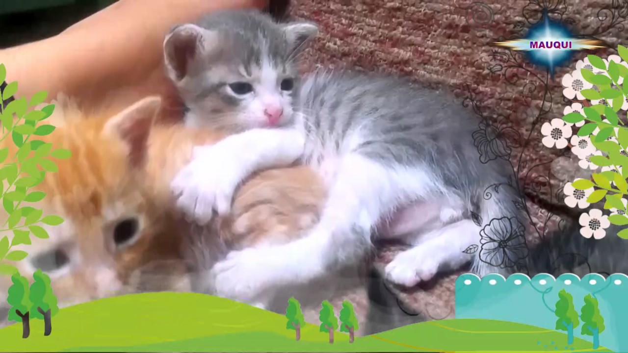 vídeos de gatitos Cuatro 4 tiernos gatitos jugando divertidos en un ...