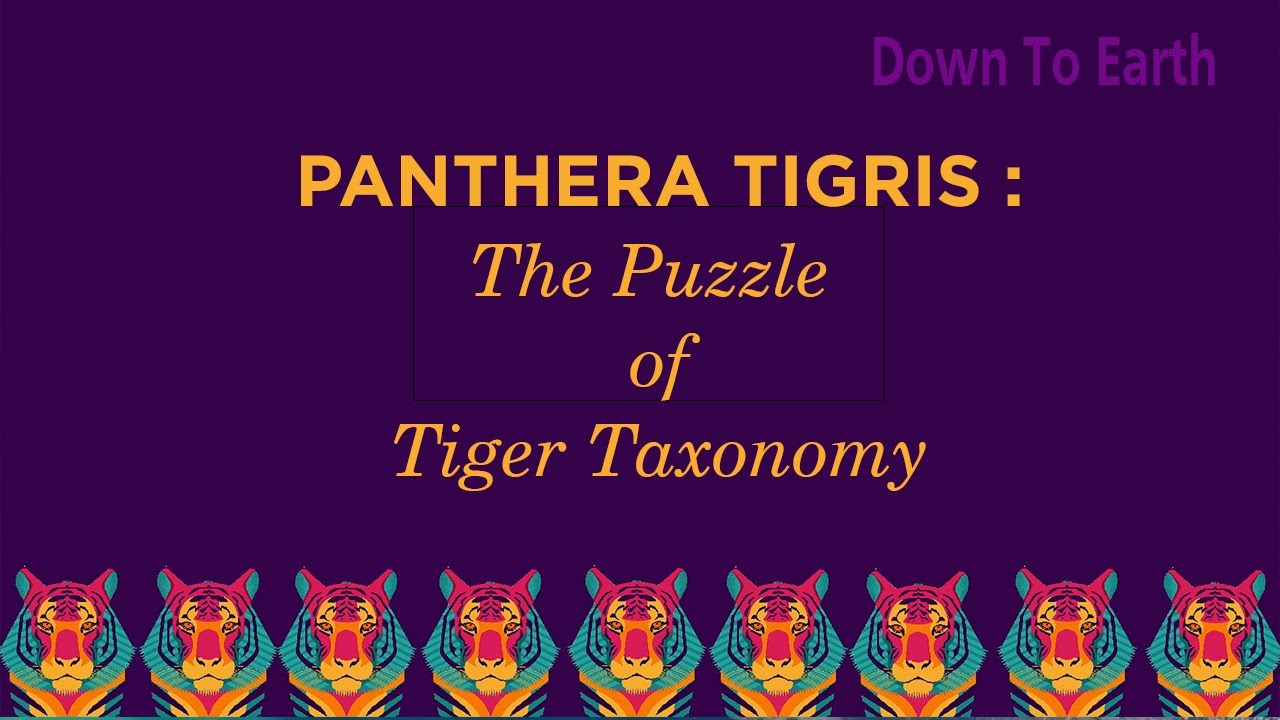 Panthera Tigris : The Puzzle that is Tiger Taxonomy - YouTube