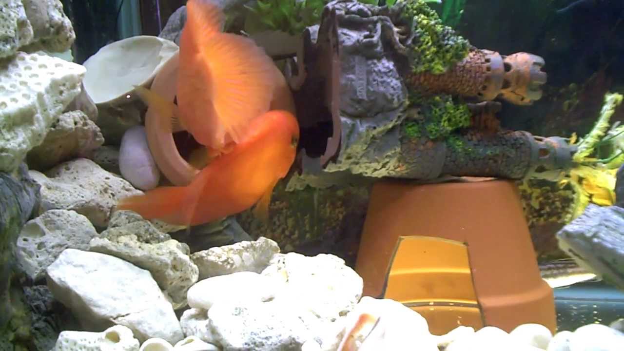 Super Red Blood Parrot Cichlids Guarding their eggs in Community Fish ...