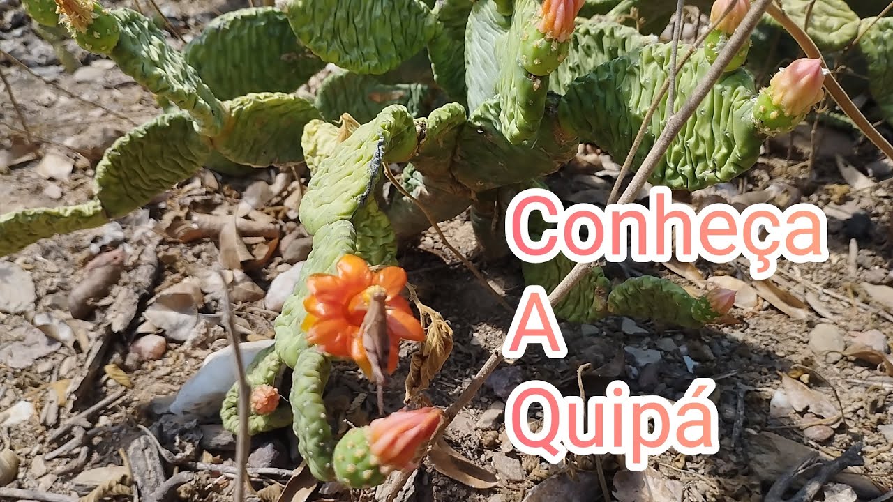 Conheça a quipá uma planta que você encontra nas caatingas do sertão ...