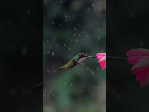 Colibrí en plena lluvia - YouTube