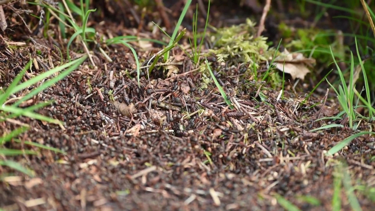 Northern Hairy Wood Ants - YouTube