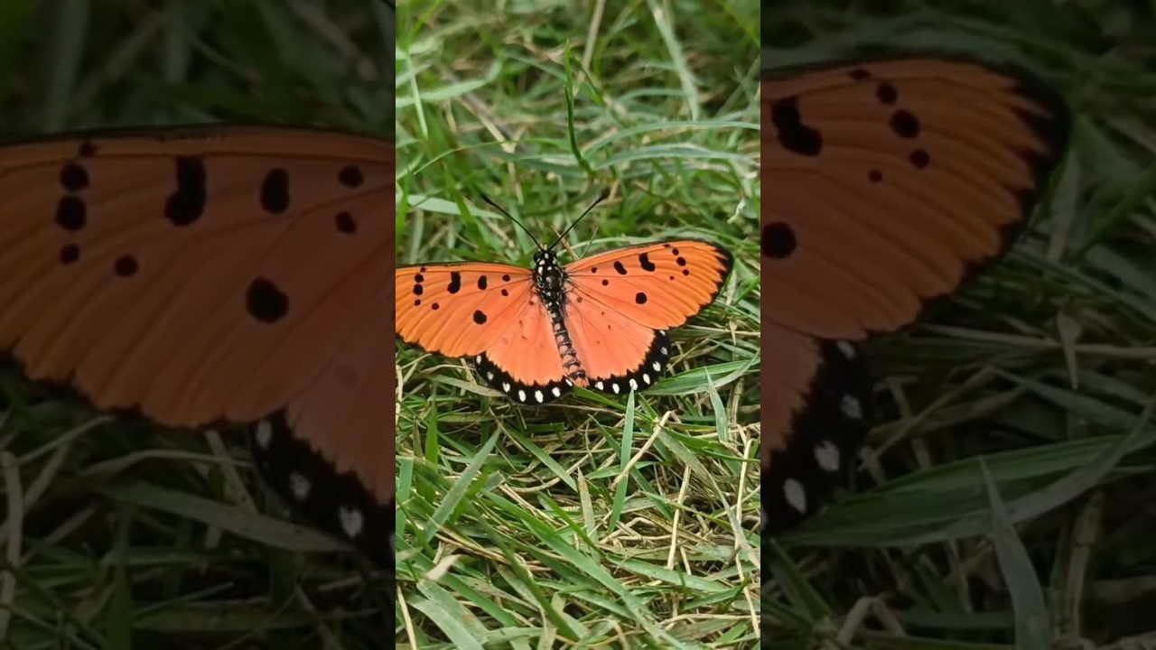 #titli #insects #love #instagram #trending #viral #youtubeshorts # ...