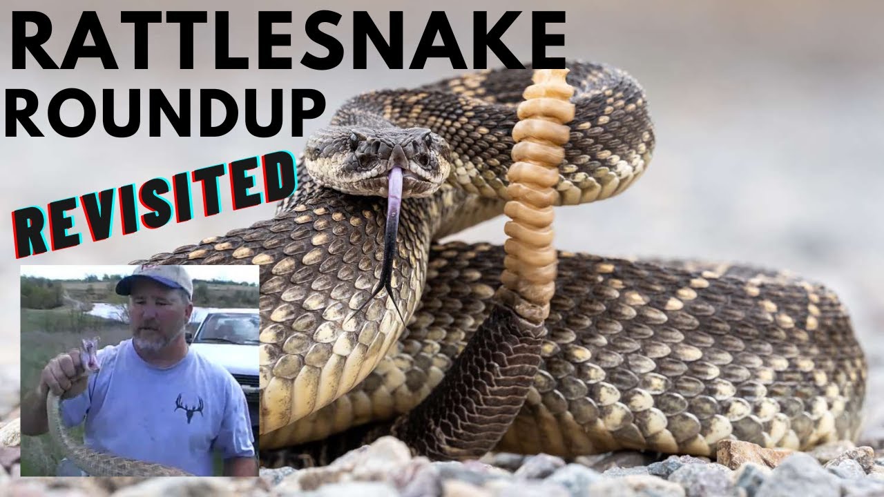 Rattlesnake Roundup Revisited - YouTube
