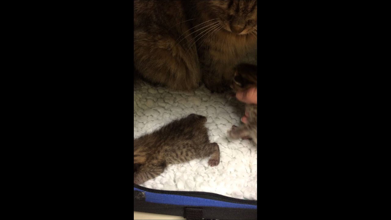 Pixie Bob Kittens... ChapaweeDreams Pixie Bobs - YouTube