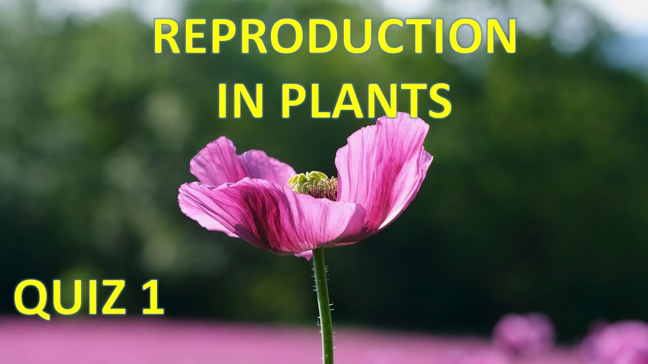 Reproduction in plants Quiz 1 - YouTube