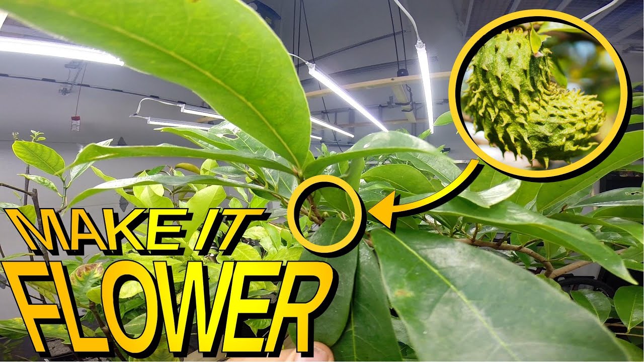 Make A Soursop Tree Flower In Cold Climate - YouTube
