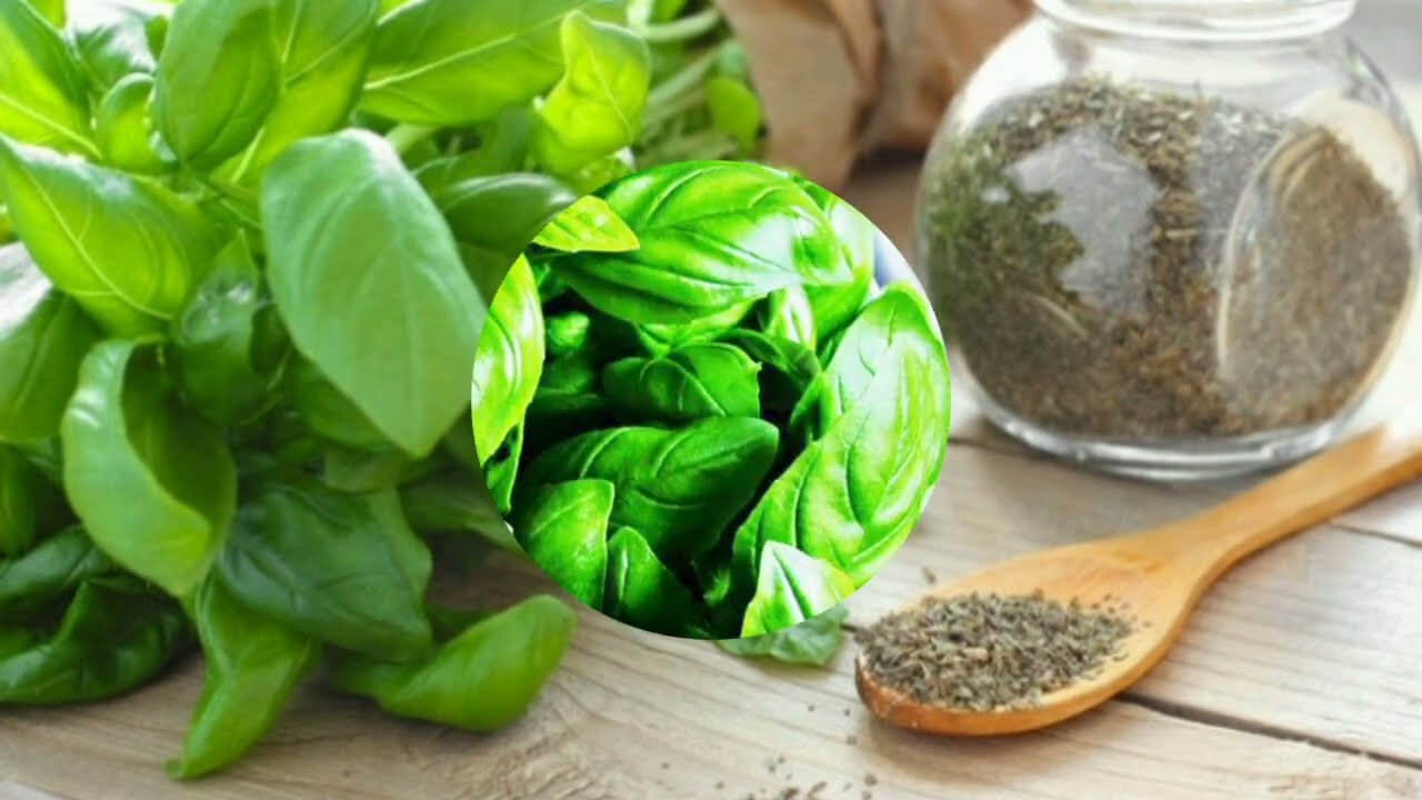 Moduri de utilizare ale busuiocului in artrita reumatoida - YouTube