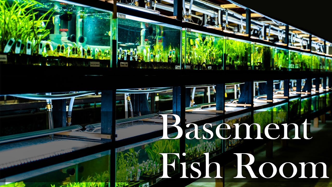 Our *Basement Fish Room* is Looking GREEN [Flip Aquatics Tour] - YouTube