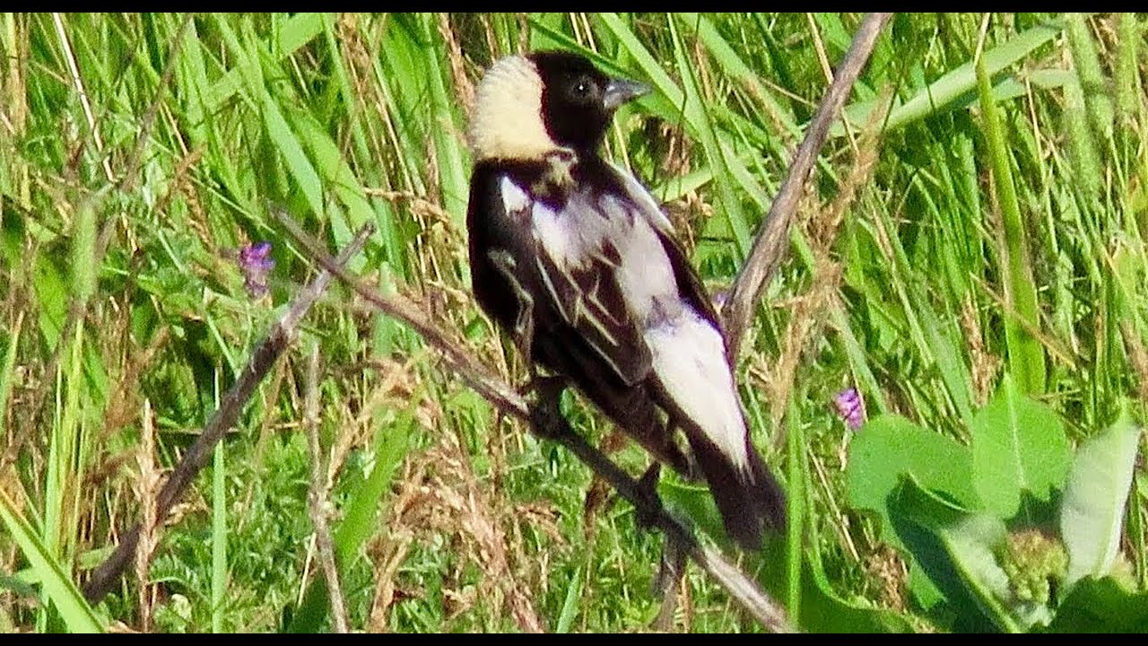 Riverside bird life vol. 6 - YouTube