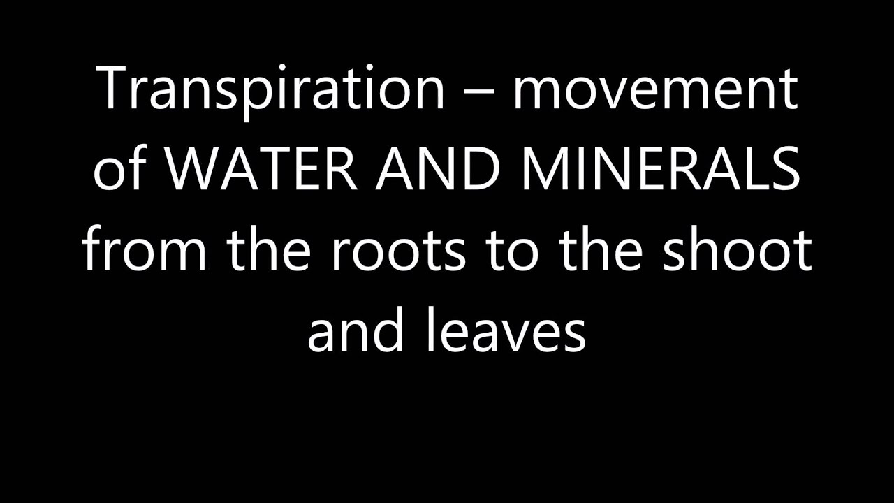 OCR GCSE Gateway Biology- Transpiration and Translocation B4 - YouTube