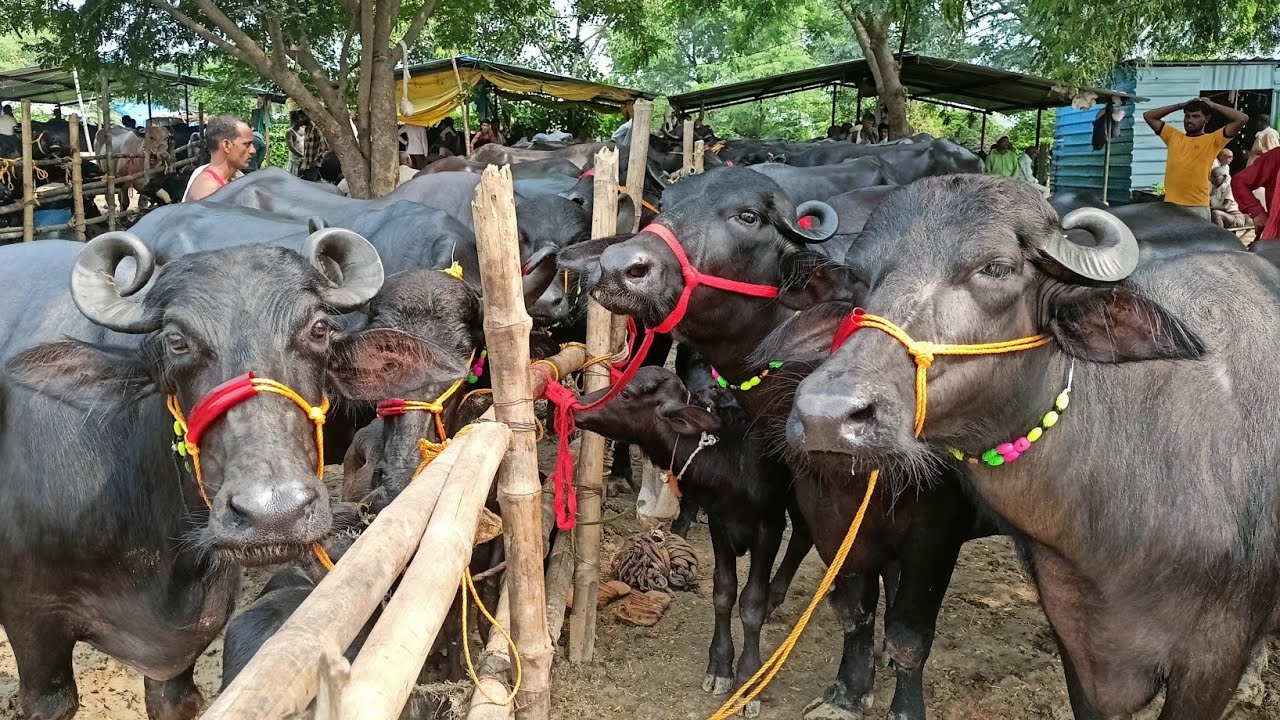 बिहार के चौसा मंडी में शाम के समय भैंस सस्ती मिलती है | Buffalo Mandi ...