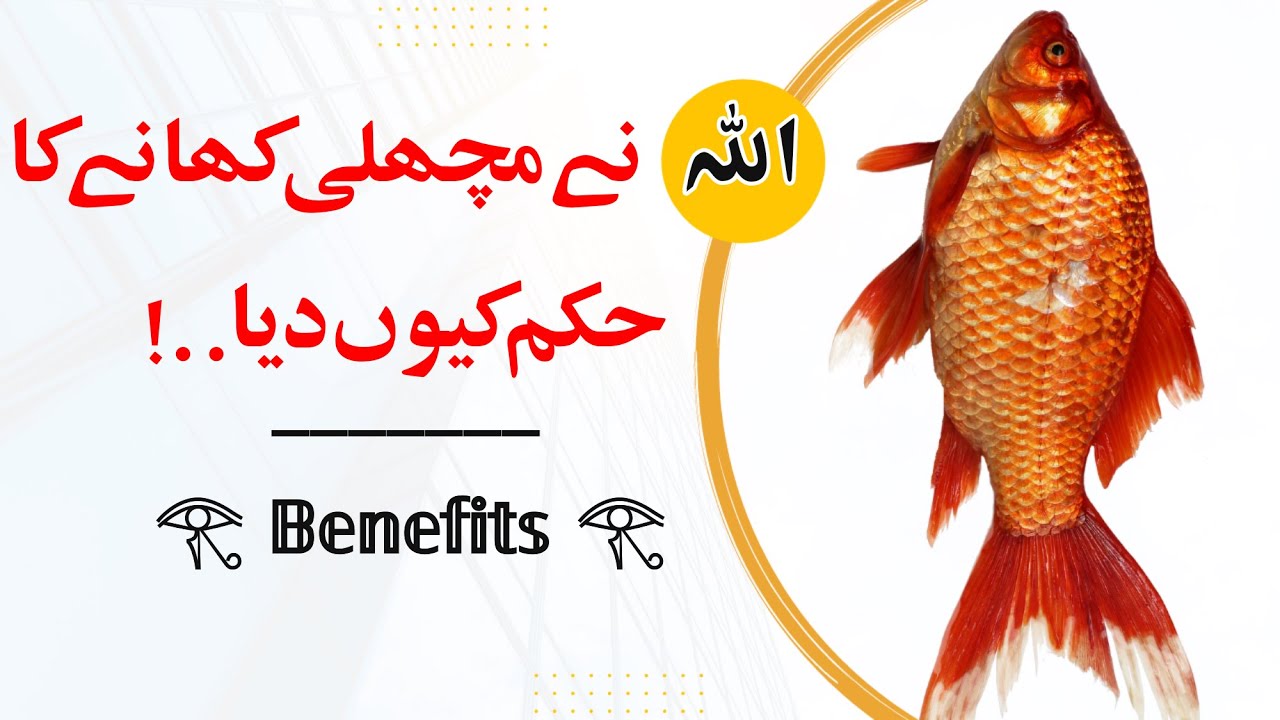 What the Quran says about Fish | Fish Benefits | Quran & Science - YouTube
