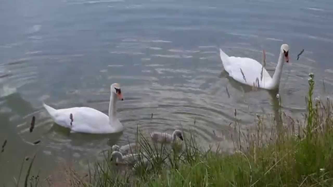 Ptice Hrvatske - Crvenokljuni labud (Cygnus olor) (Birds of Croatia ...