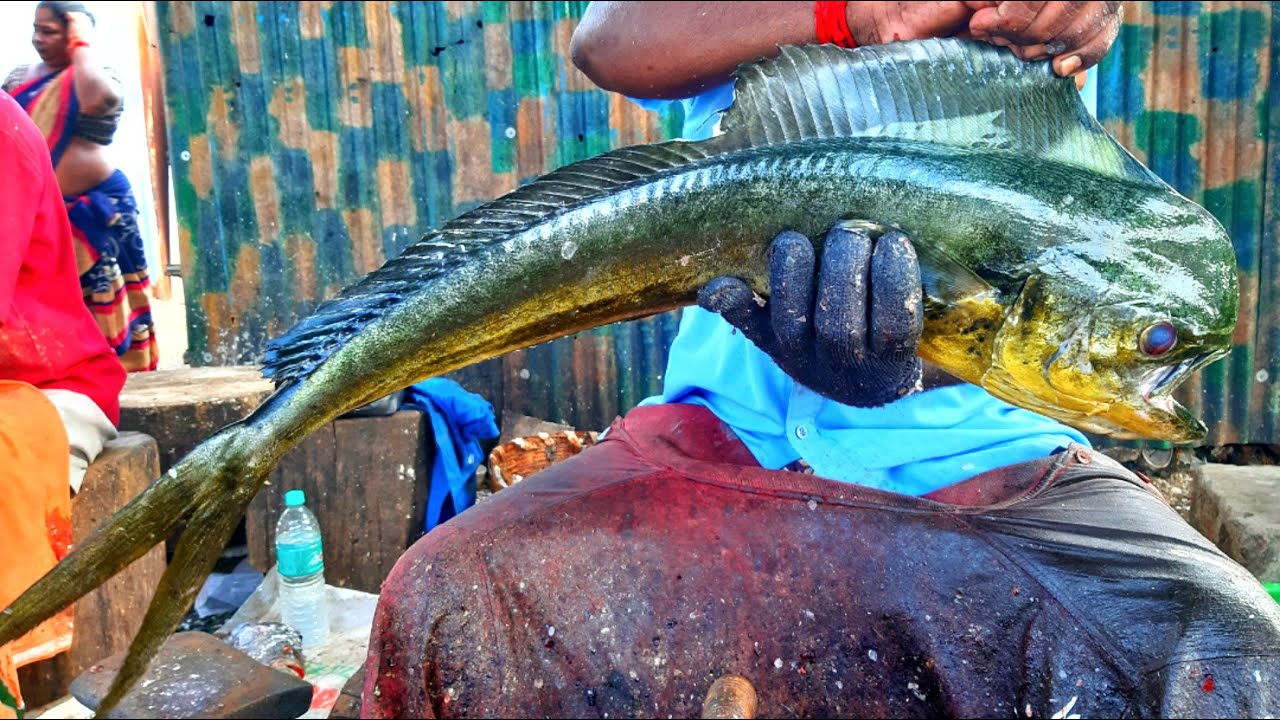 MAHI MAHI FISH || WAHOO FISH || AMAZING CUTTING SLICES #kasimedu - YouTube