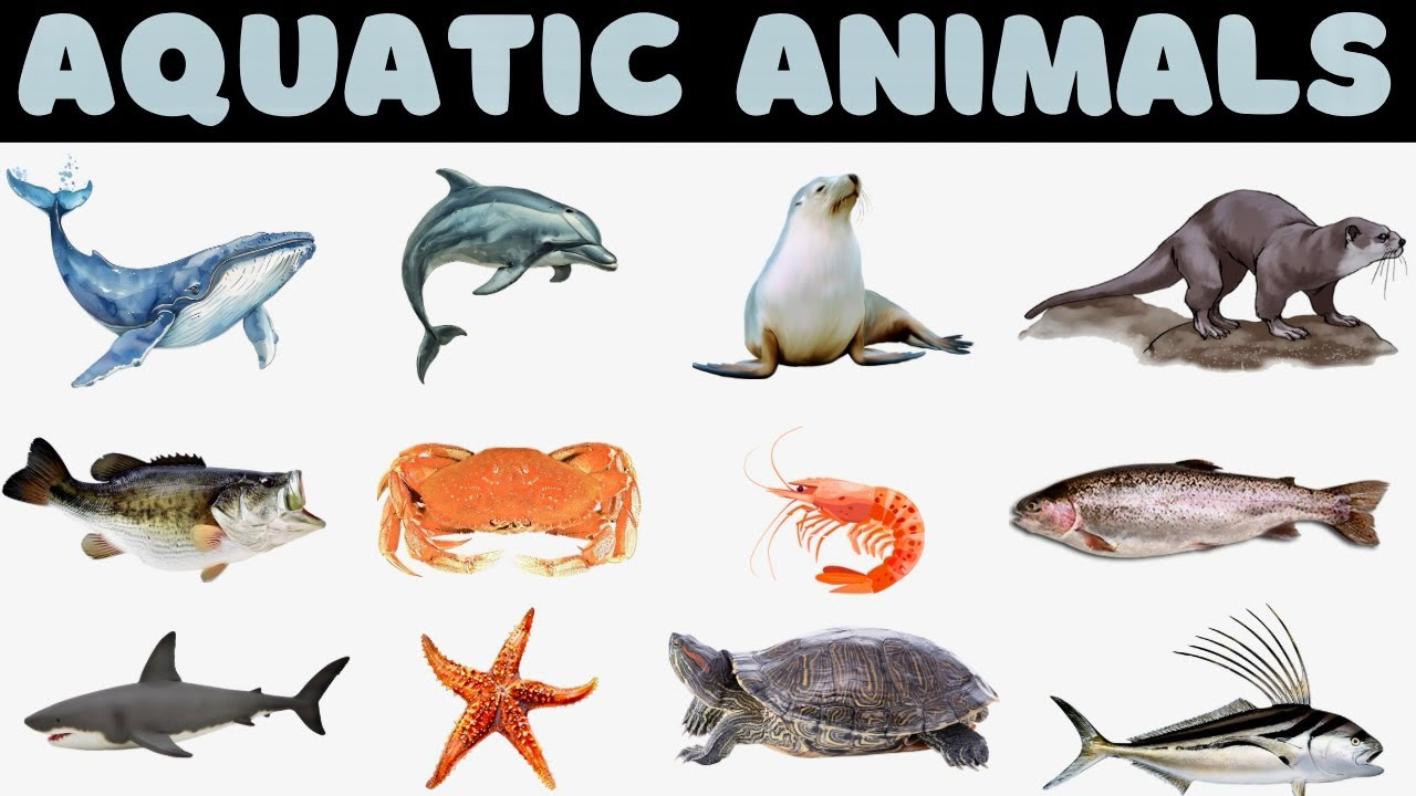 Water Animals Chart With Names