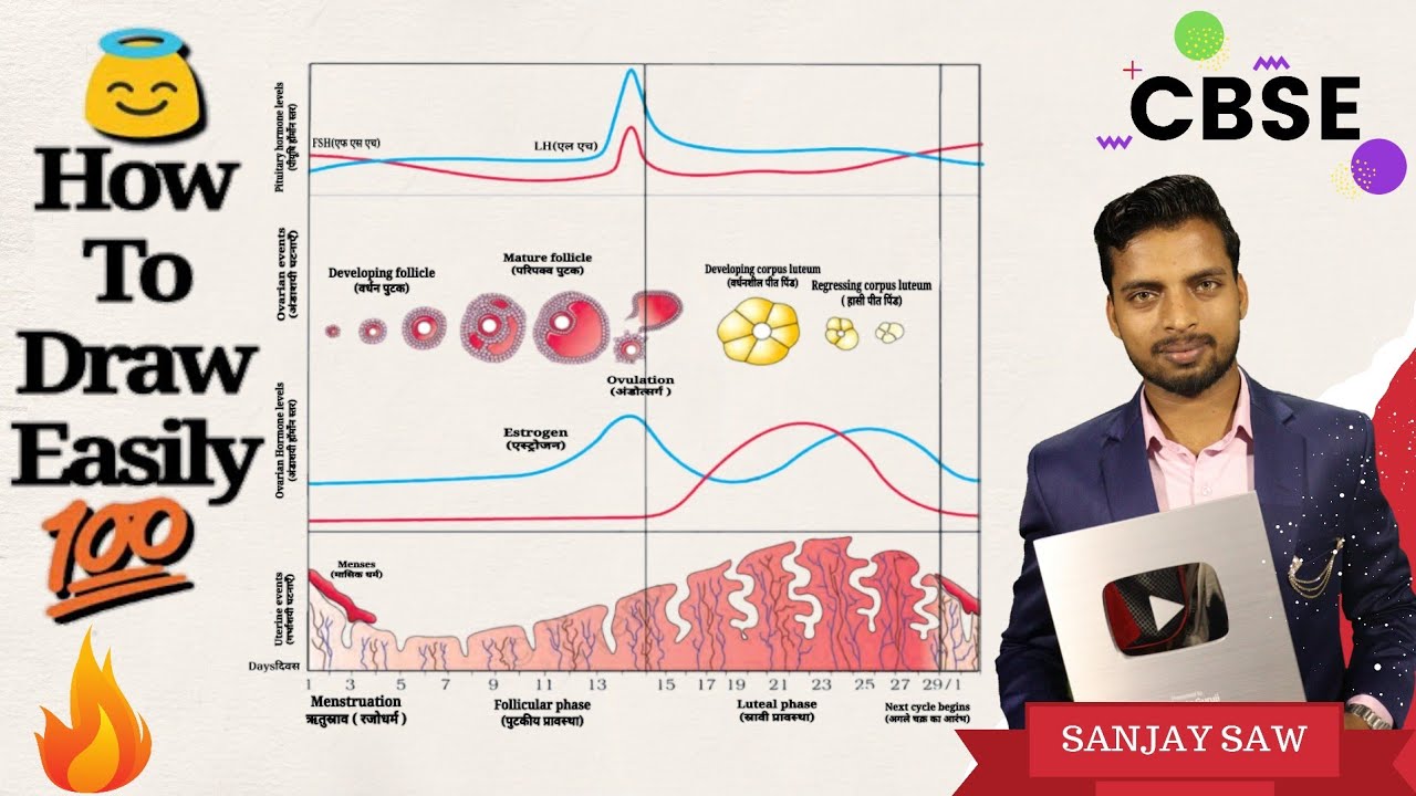 How To Draw Mensuration Cycle step by step for beginner ? - YouTube