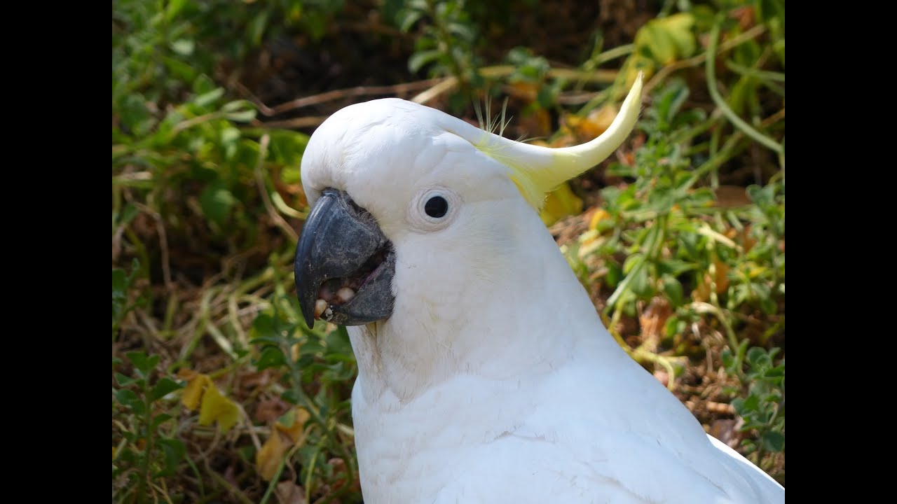 Queens Park - Buckleys Falls - Baums Weir - Bunyip Pool - Geelong - YouTube