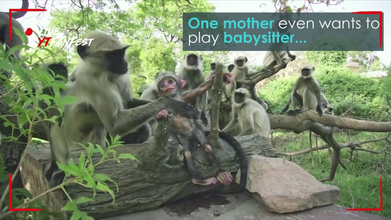 Mokey baby death by trooper spy mokey - YouTube