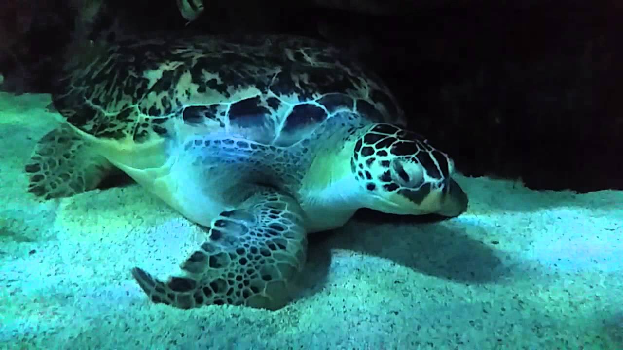 Gabby the Sea Turtle at Ripley's Aquarium, MB - YouTube
