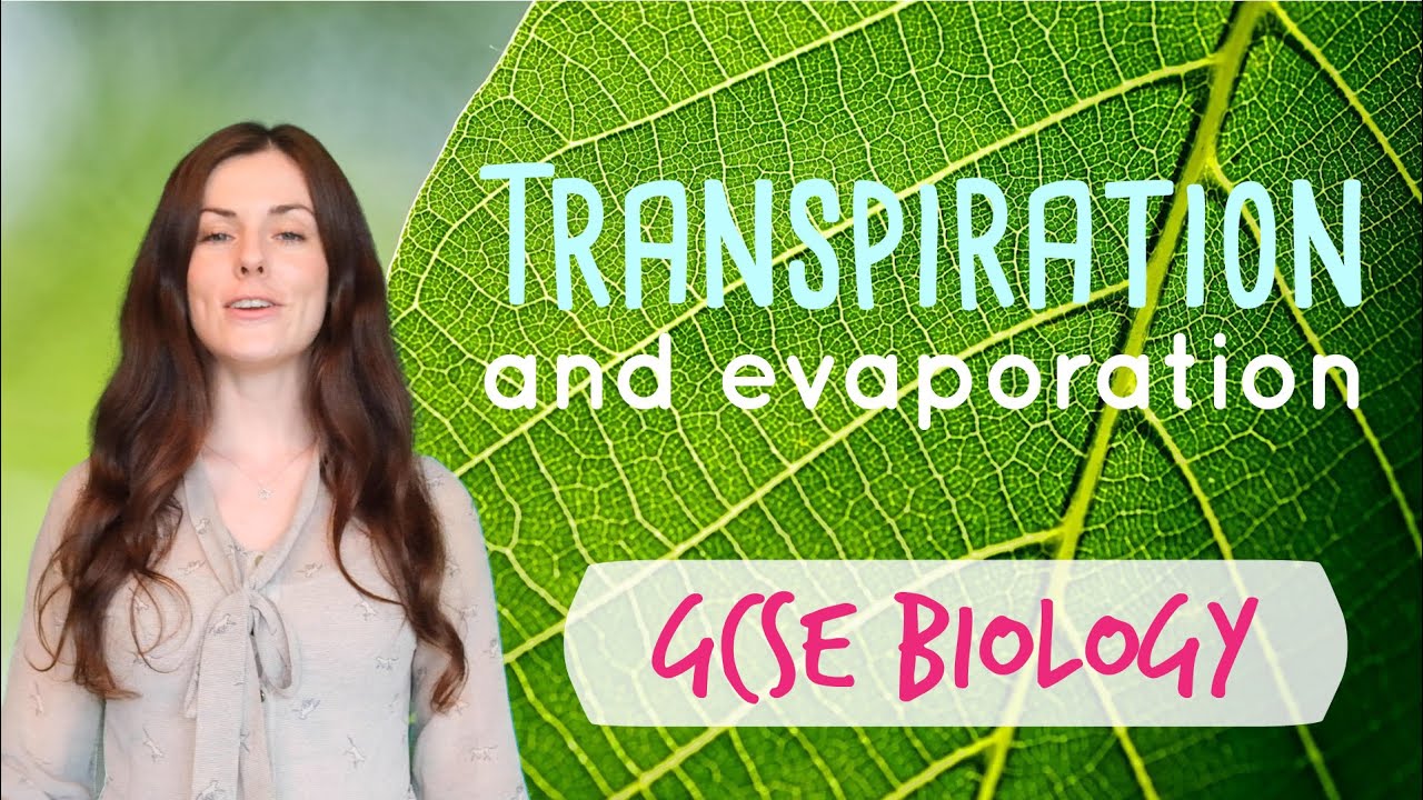 TRANSPIRATION GCSE Biology 9-1 | Combined Sci (Revision & Questions ...