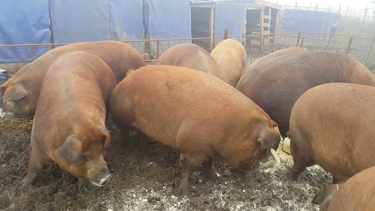 My huge Duroc hogs having breakfast - Uriasii mei savurand micul dejun ...