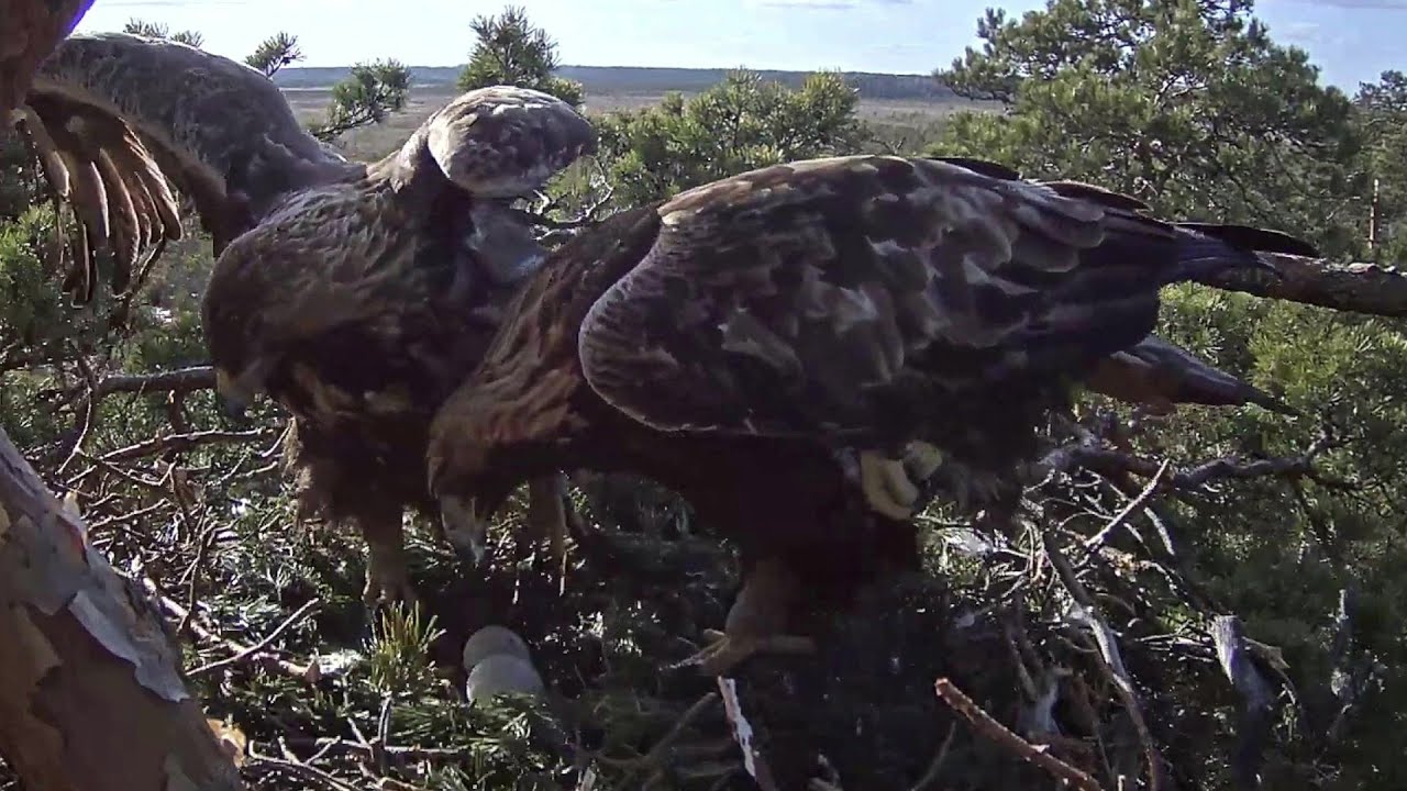 Kaljukotkas~Helju left, Kalju came in for incubation~4:22 PM 2022/04/02 ...