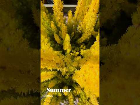 Summer 2022 Shorts #youtube #amazing #yourubeshorts #creative #flowers #garden #nature #beautiful