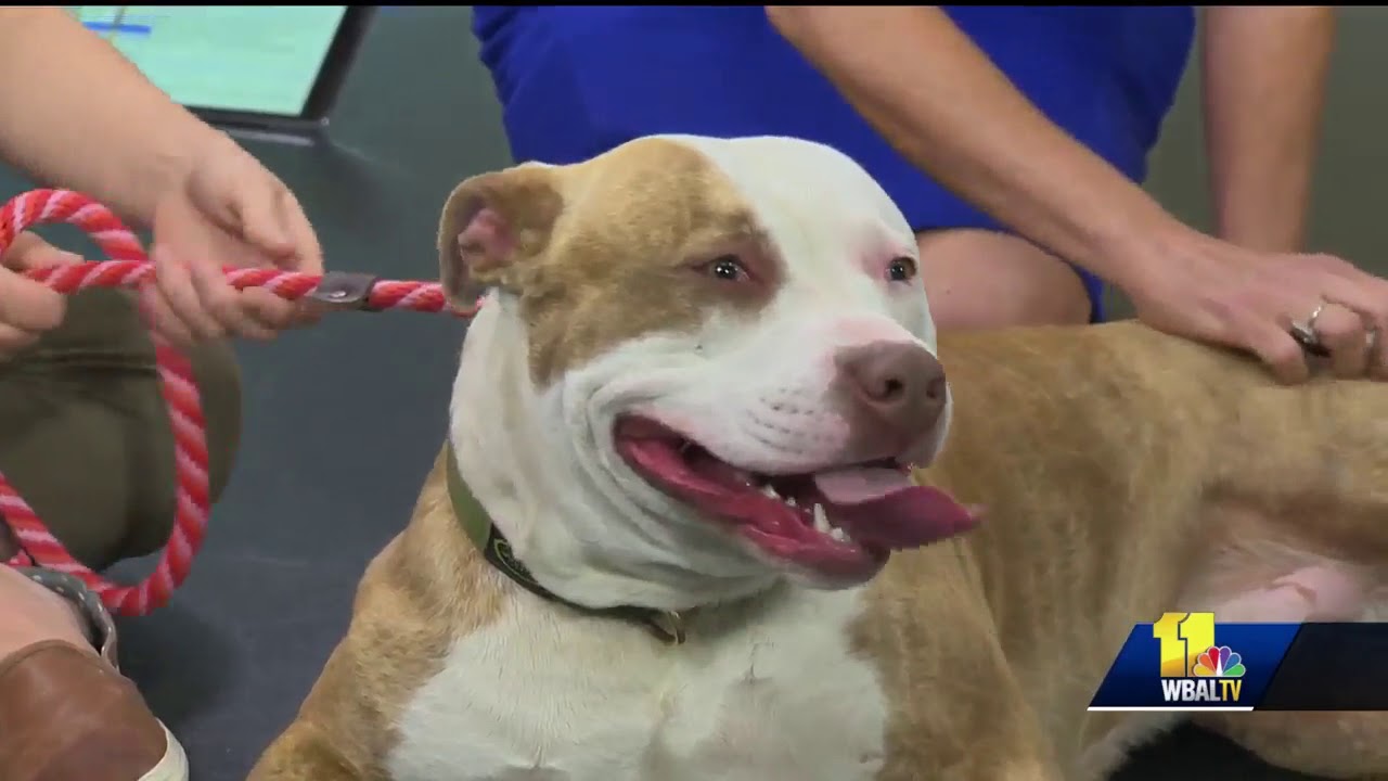 Drew needs a home, get him from BARCS - YouTube