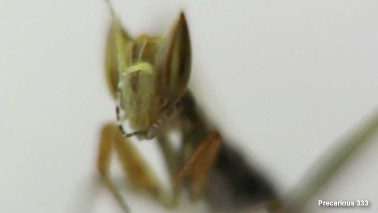 Micro Mantis! Yersiniops sphodronica L1 - YouTube