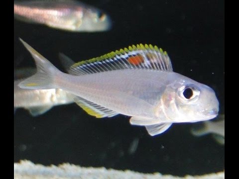Xenotilapia Nigrolabiata sp. Red Princess Cichlids F1 - YouTube
