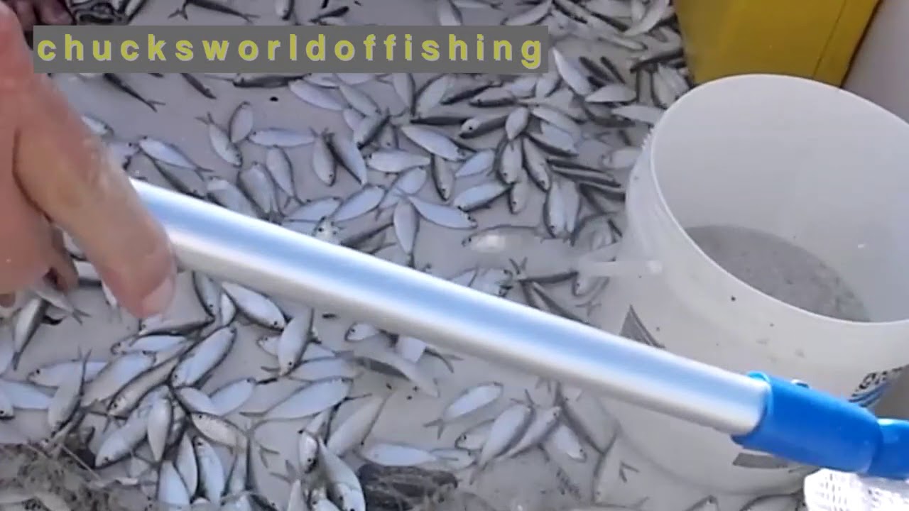 Awesome Snook Bait - YouTube