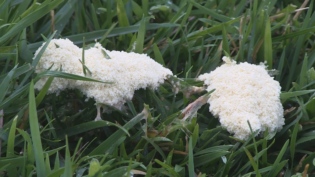 What Does Dog Vomit Slime Mold Eat